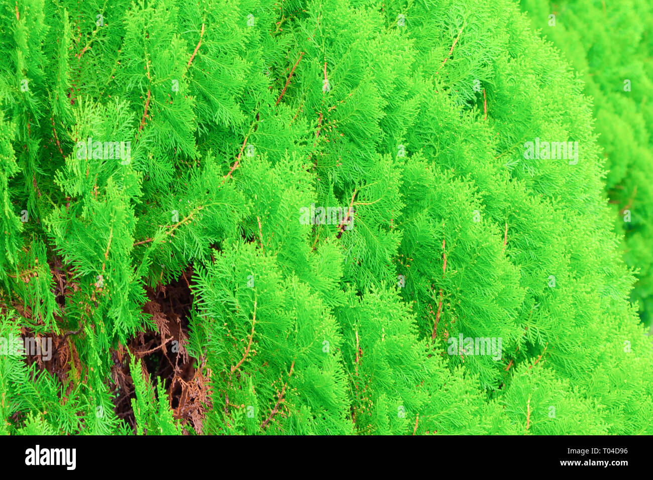 Select focus christmas tree leaves hi-res stock photography and images ...