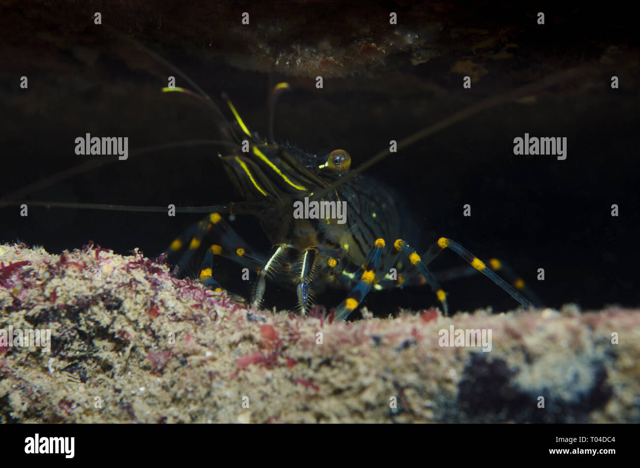 Rock shrimp hi-res stock photography and images - Alamy