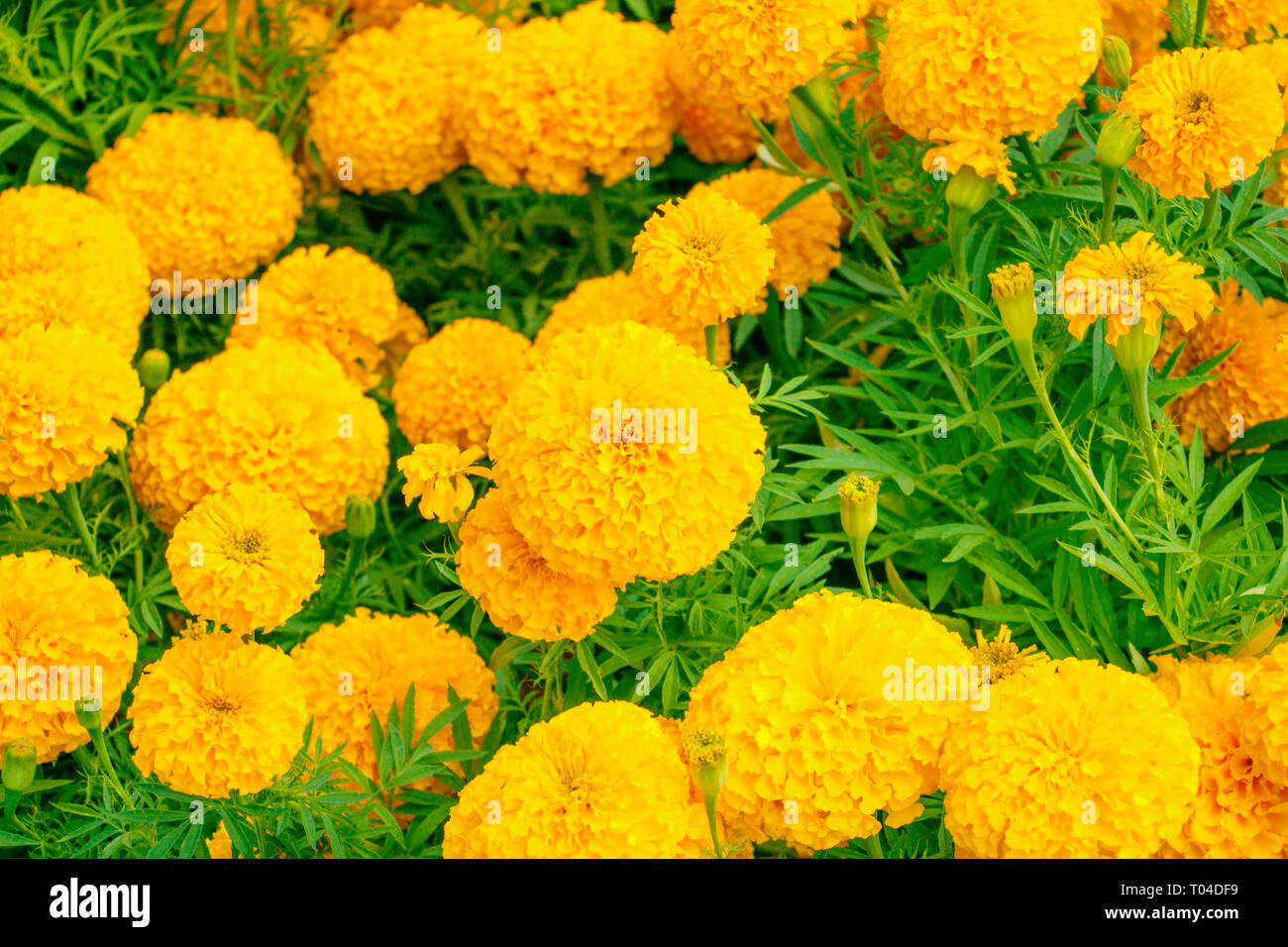 marigold yellow-orange flower blooming beautiful in garden : Select ...