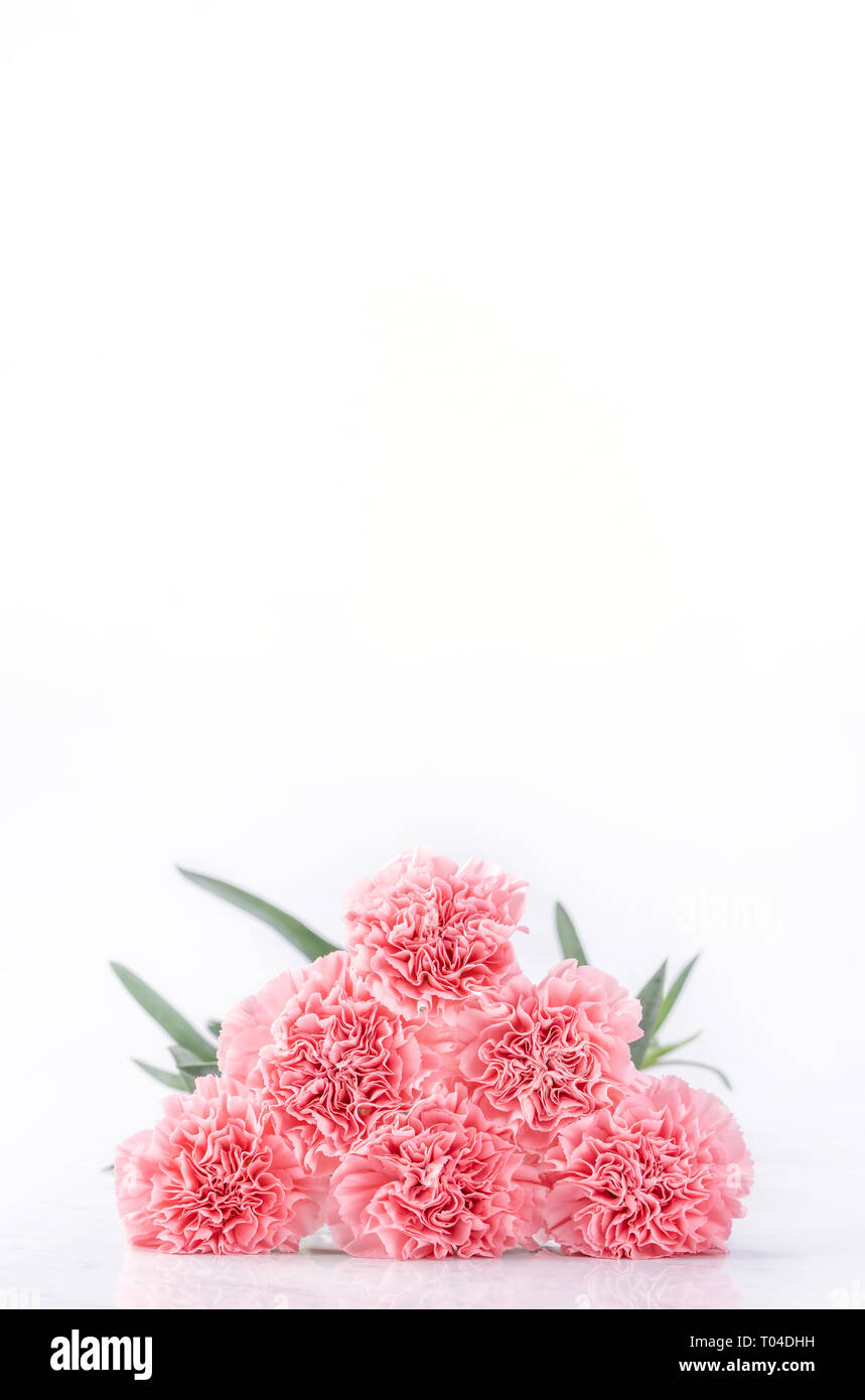 Top view of elegance blooming sweet pink color tender carnations ...