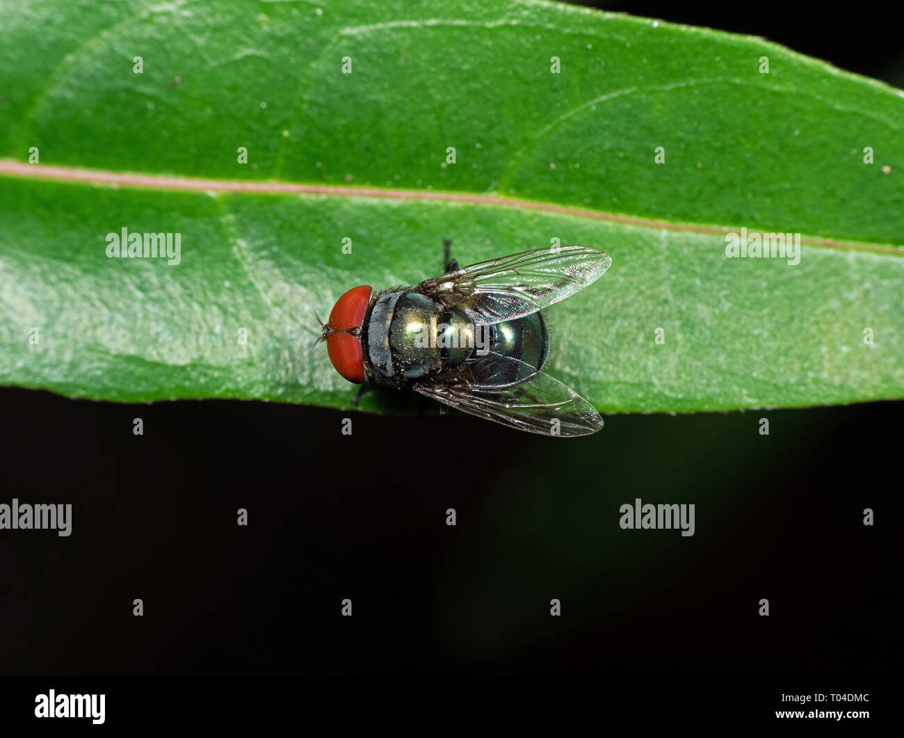 Macro Photography of Blowfly on Green Leaf Stock Photo - Alamy