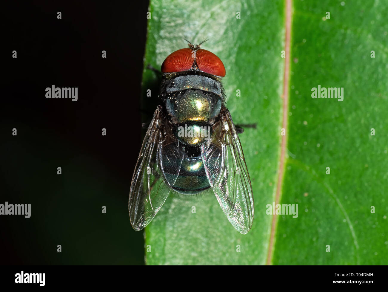 Macro Photography of Blowfly on Green Leaf Stock Photo - Alamy