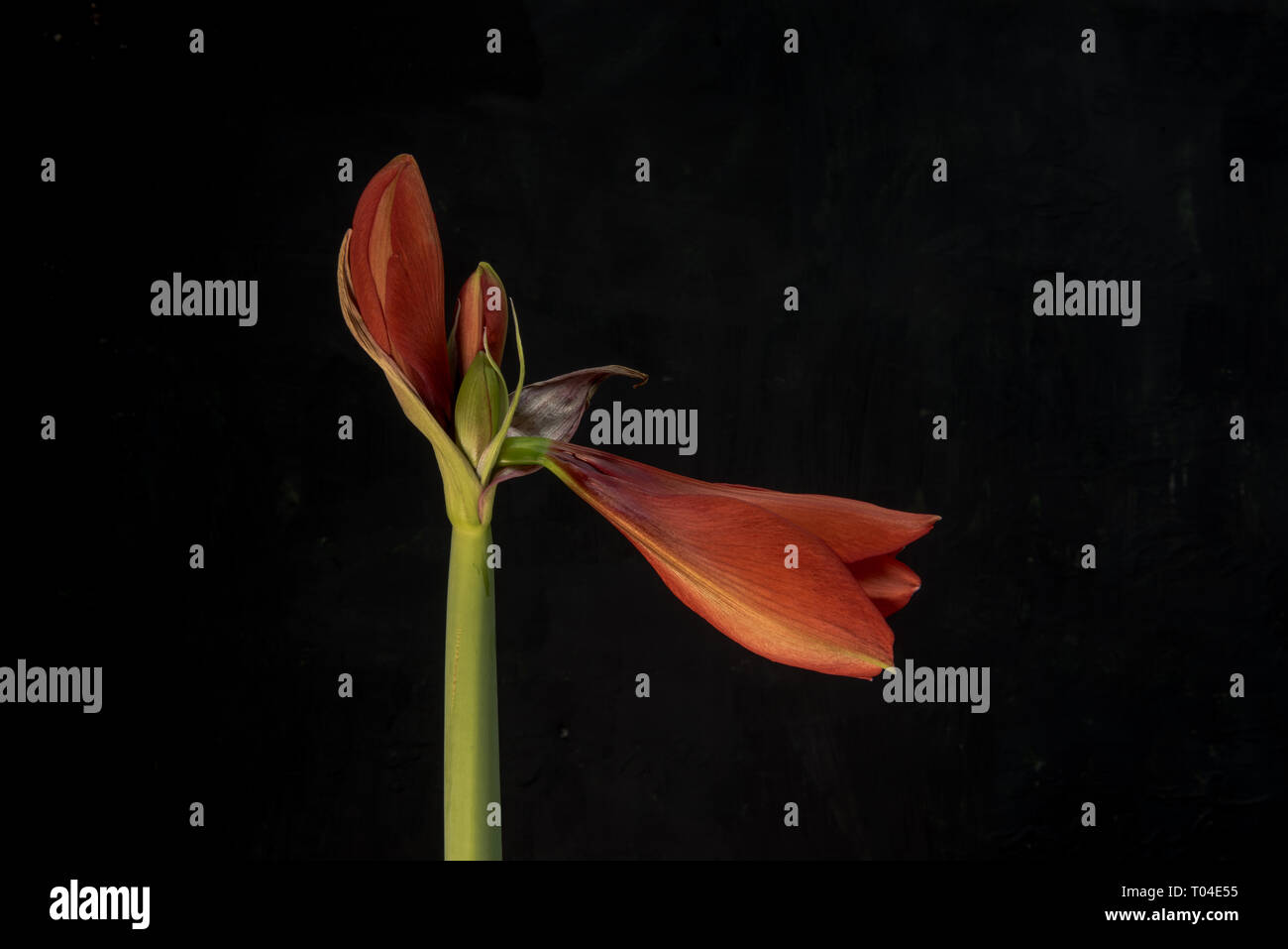 Amaryllis bulb fa red flower bud beginning to bloom against a black ...