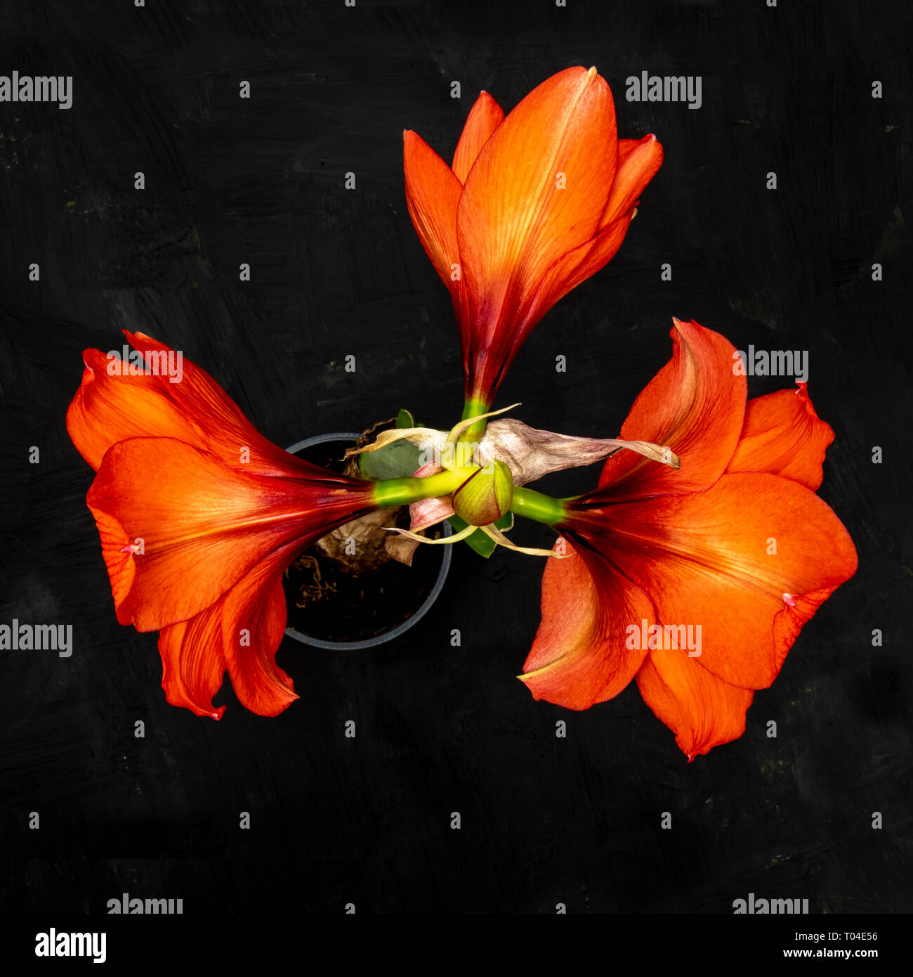 Amaryllis bulb fa red flower bud beginning to bloom against a black ...