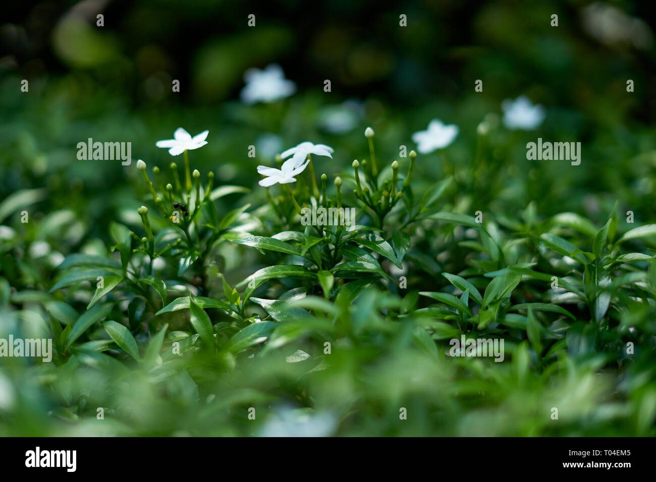 Beautiful white Jasmine flower blooming in nature sunlight Stock Photo ...