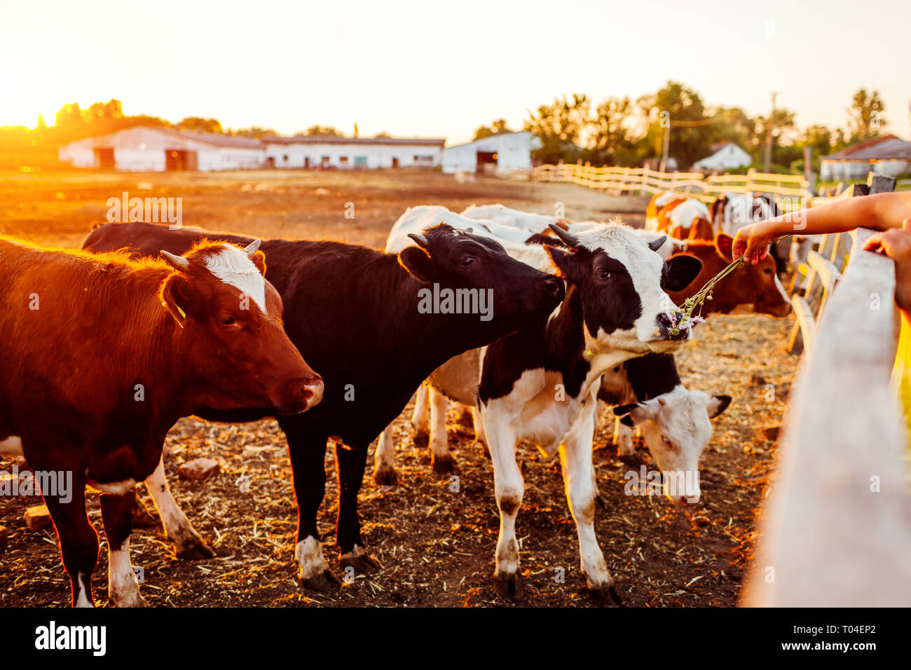Happy cattle hi-res stock photography and images - Alamy