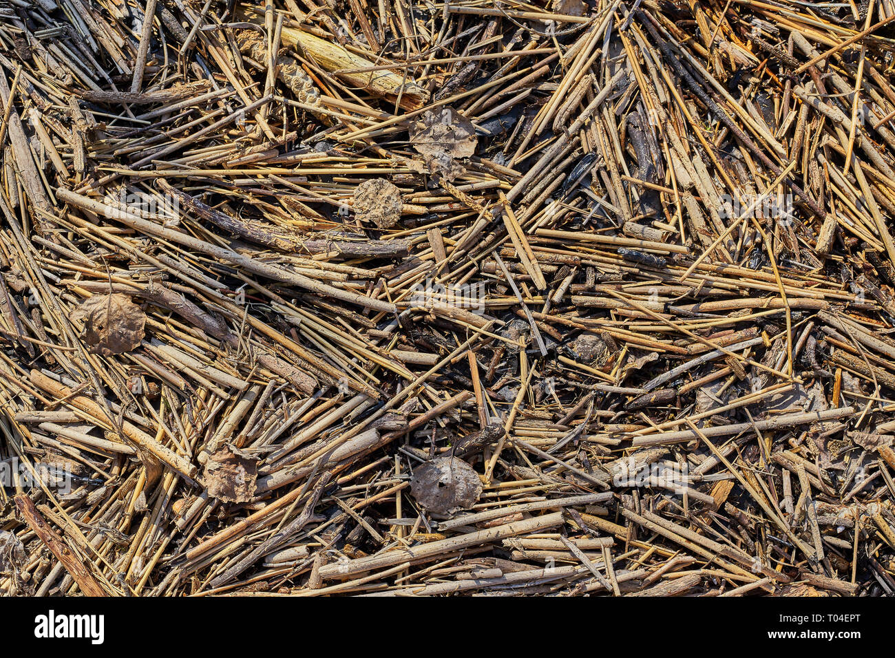 Texture of reeds brought to the edge by the current of a lake Stock ...