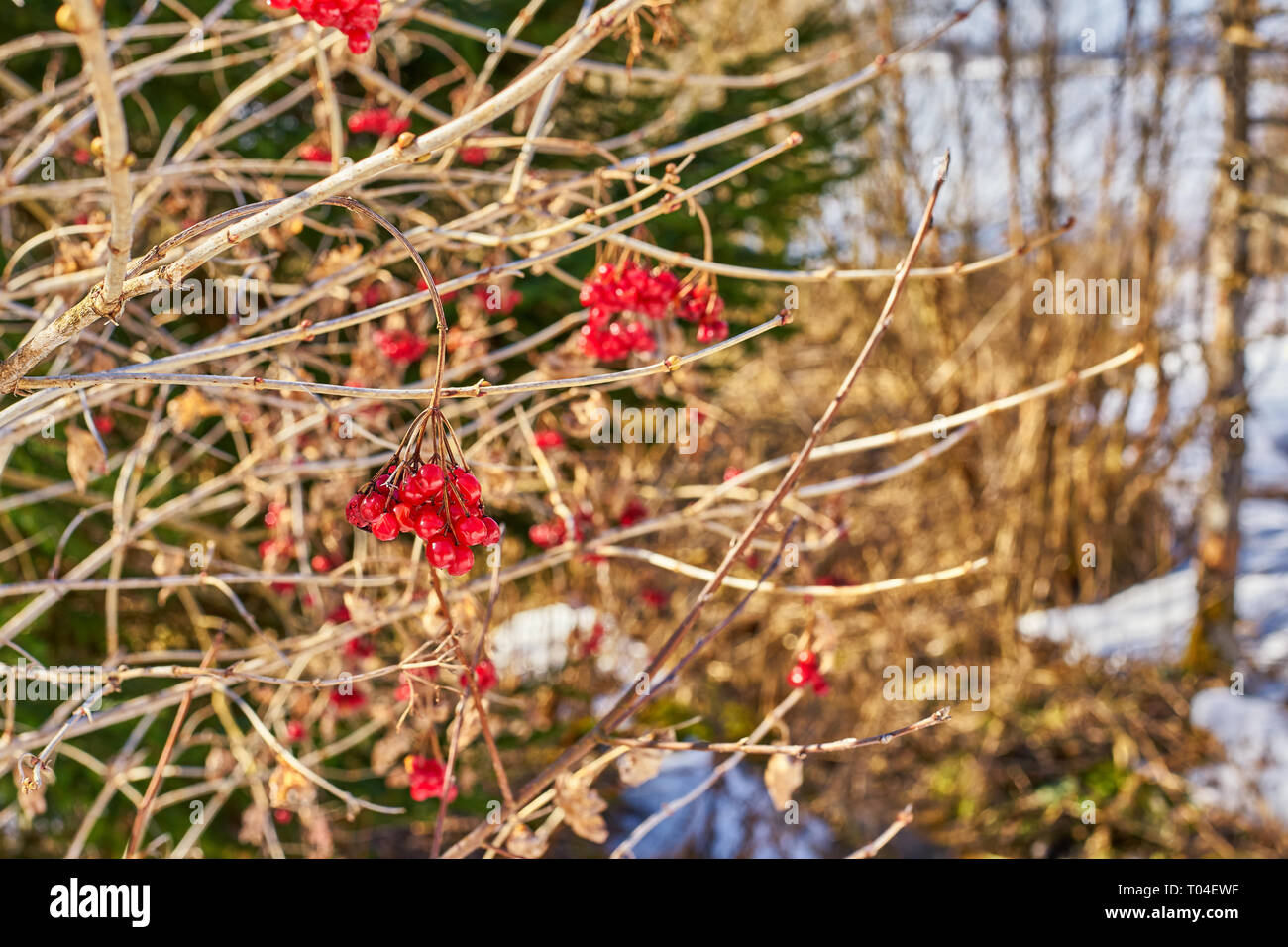 viburnum obulus (viburnum opulus) in a snowy environment Stock Photo ...