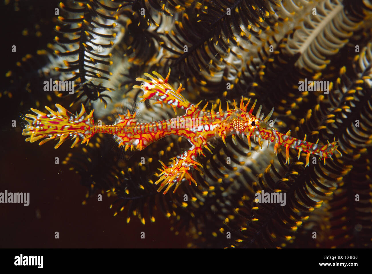 Red pipefish hi-res stock photography and images - Alamy