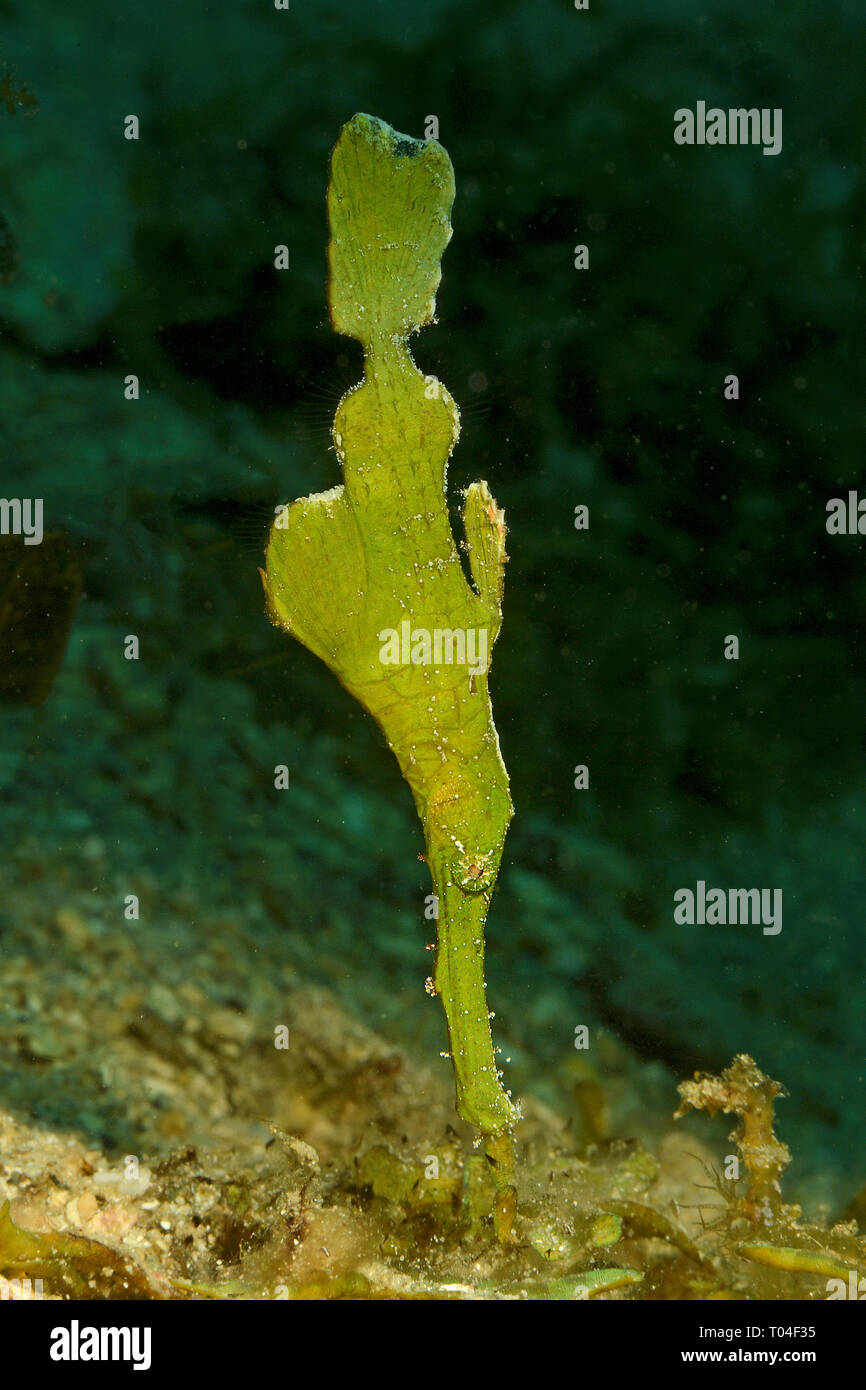 Tiere pipefish hi-res stock photography and images - Alamy