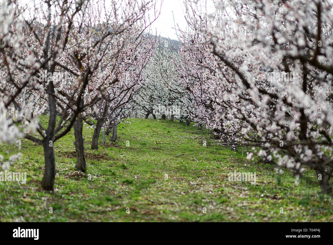 Apricot tree field hi-res stock photography and images - Alamy