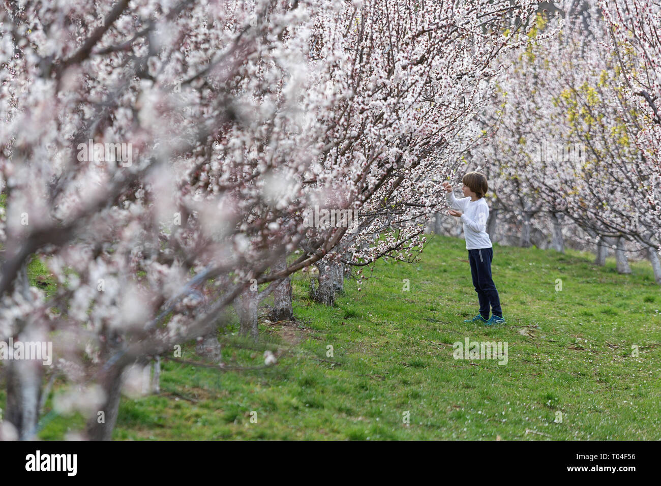 Young boy in a blooming apricot orchard in the Vipava valley, Slovenia ...