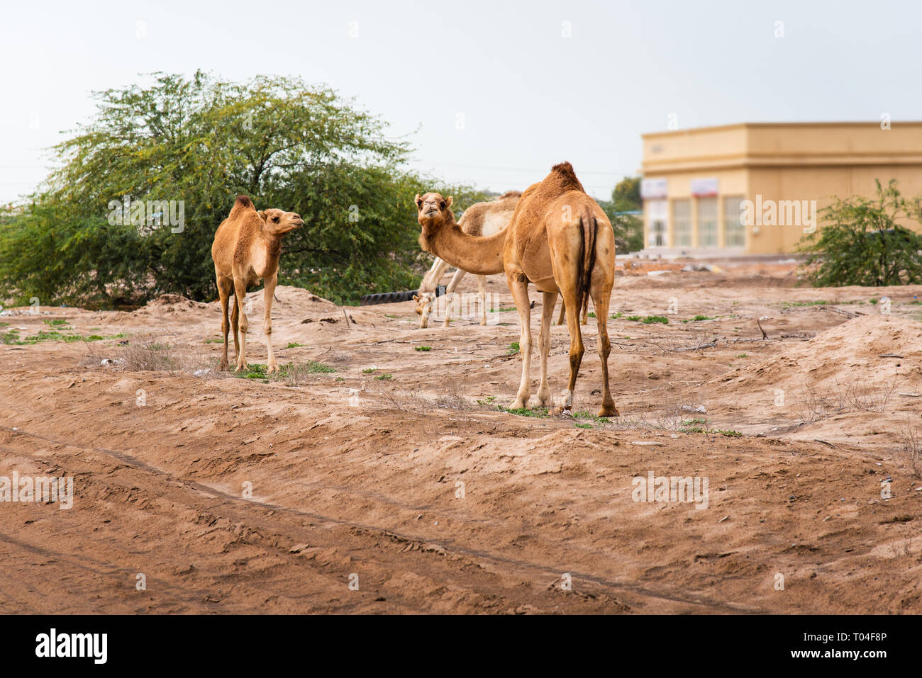 Camels grazing on plants in the desert city area Stock Photo - Alamy