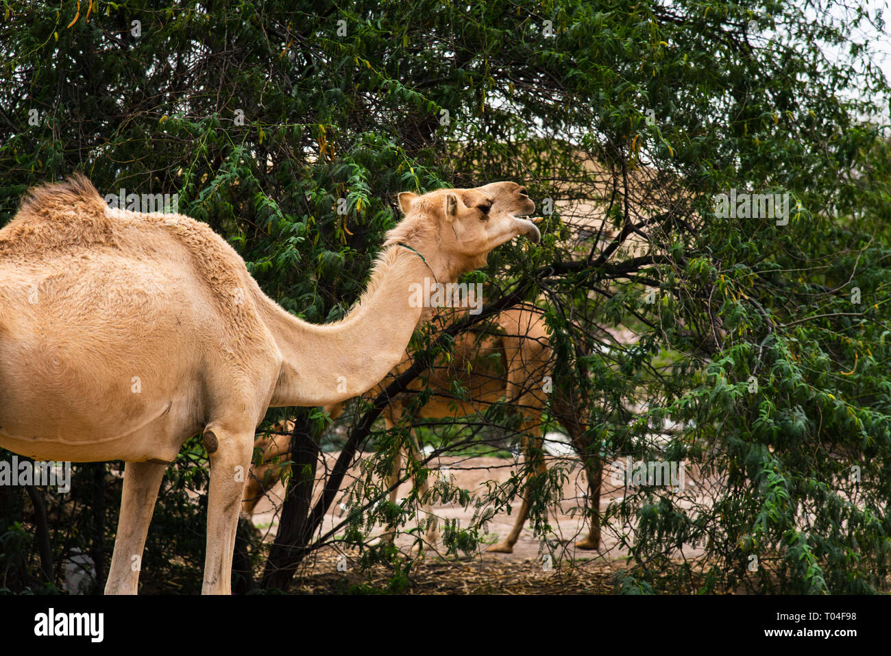 Camel graze hi-res stock photography and images - Alamy
