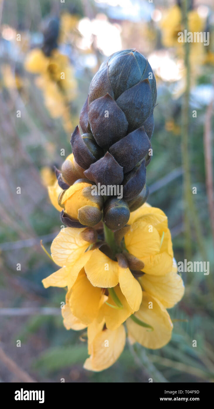 Budding yellow hi-res stock photography and images - Alamy