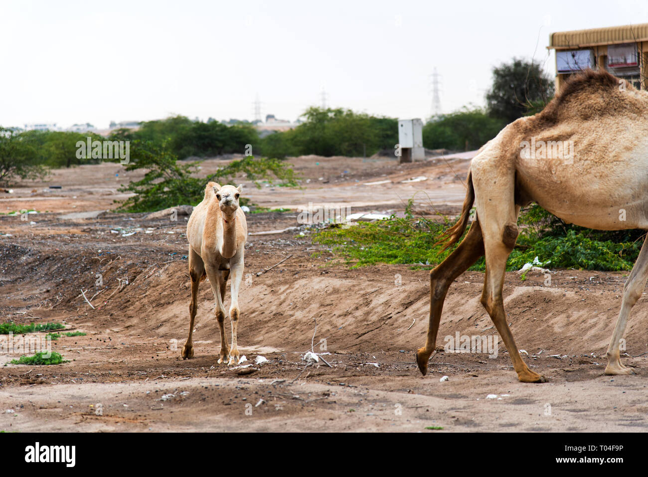 Camels grazing on plants in the desert city area Stock Photo - Alamy