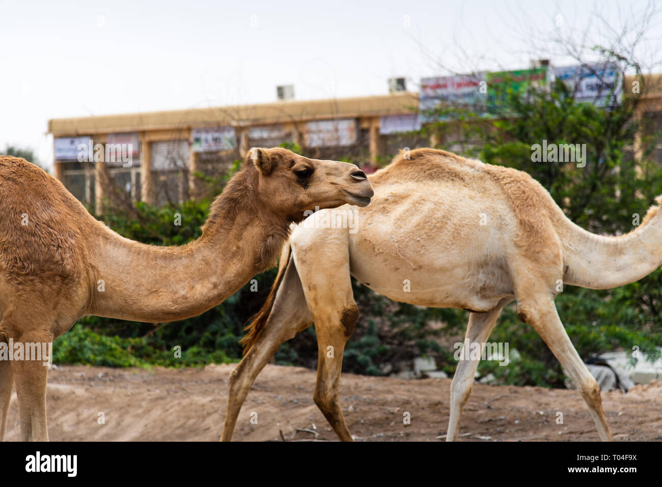Camels grazing on plants in the desert city area Stock Photo - Alamy