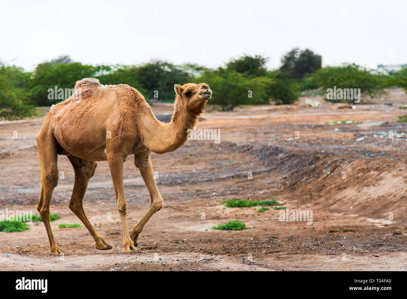 Camels grazing on plants in the desert in the open Stock Photo - Alamy