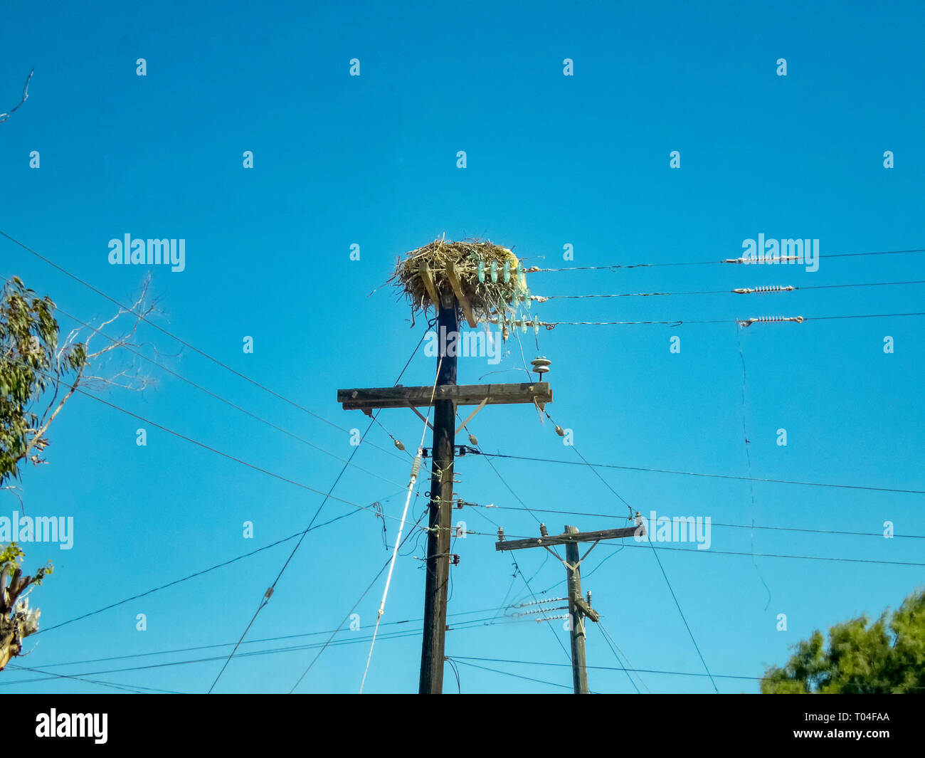 A large Osprey nest on the top of an electricity pole in Baja ...