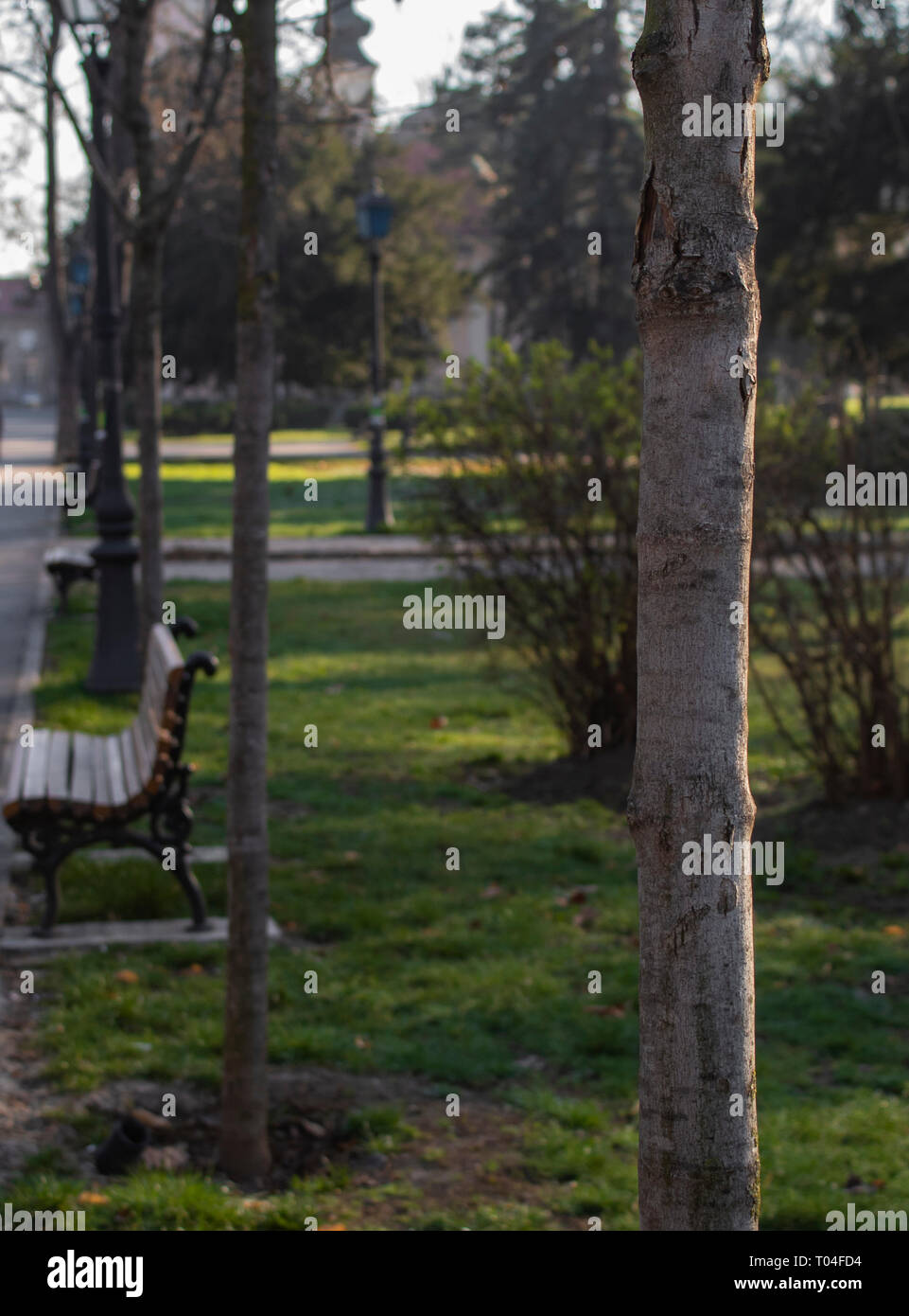 Tree line in the park Stock Photo - Alamy