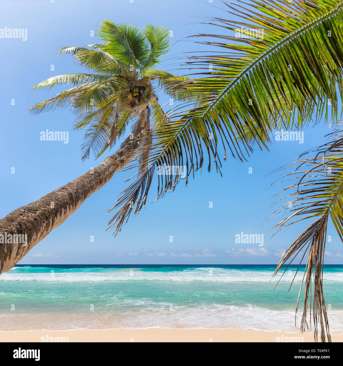 Coco palms on paradise beach Stock Photo - Alamy
