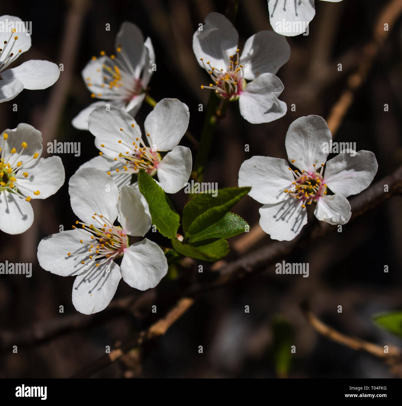 Gren flowers hi-res stock photography and images - Alamy