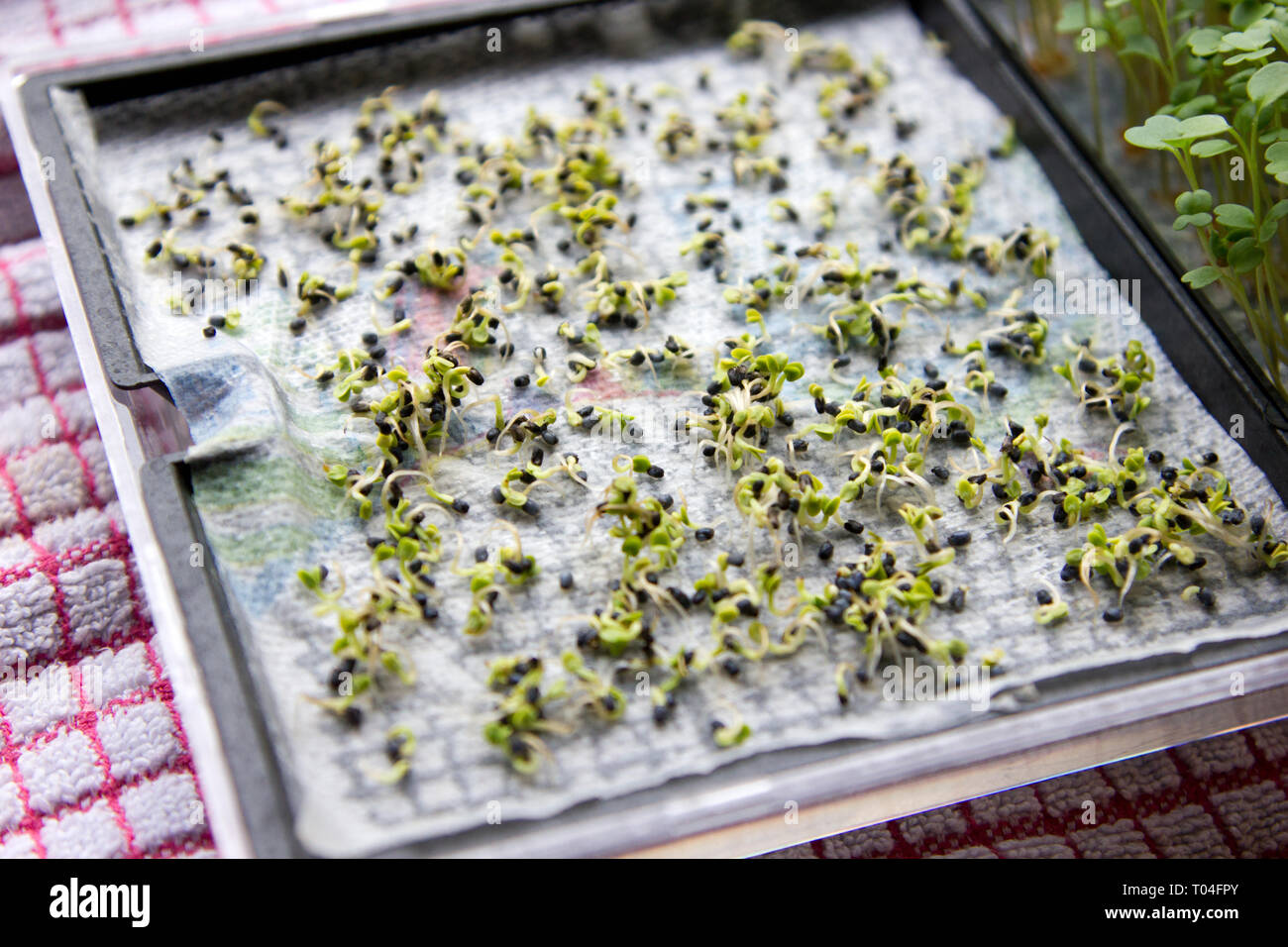 Basil seedlings hi-res stock photography and images - Alamy
