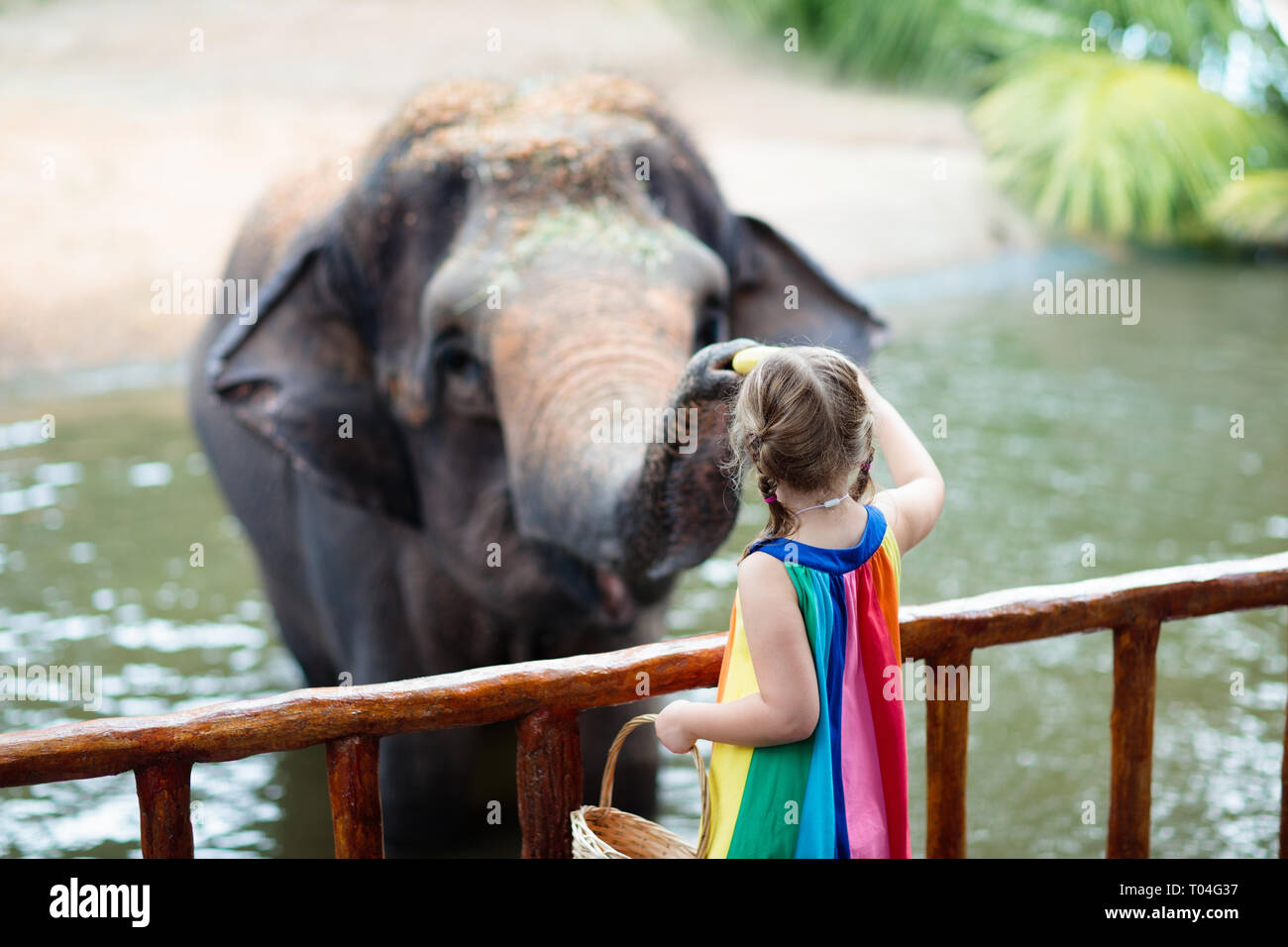 Family feeding elephant in zoo. Children feed Asian elephants in ...