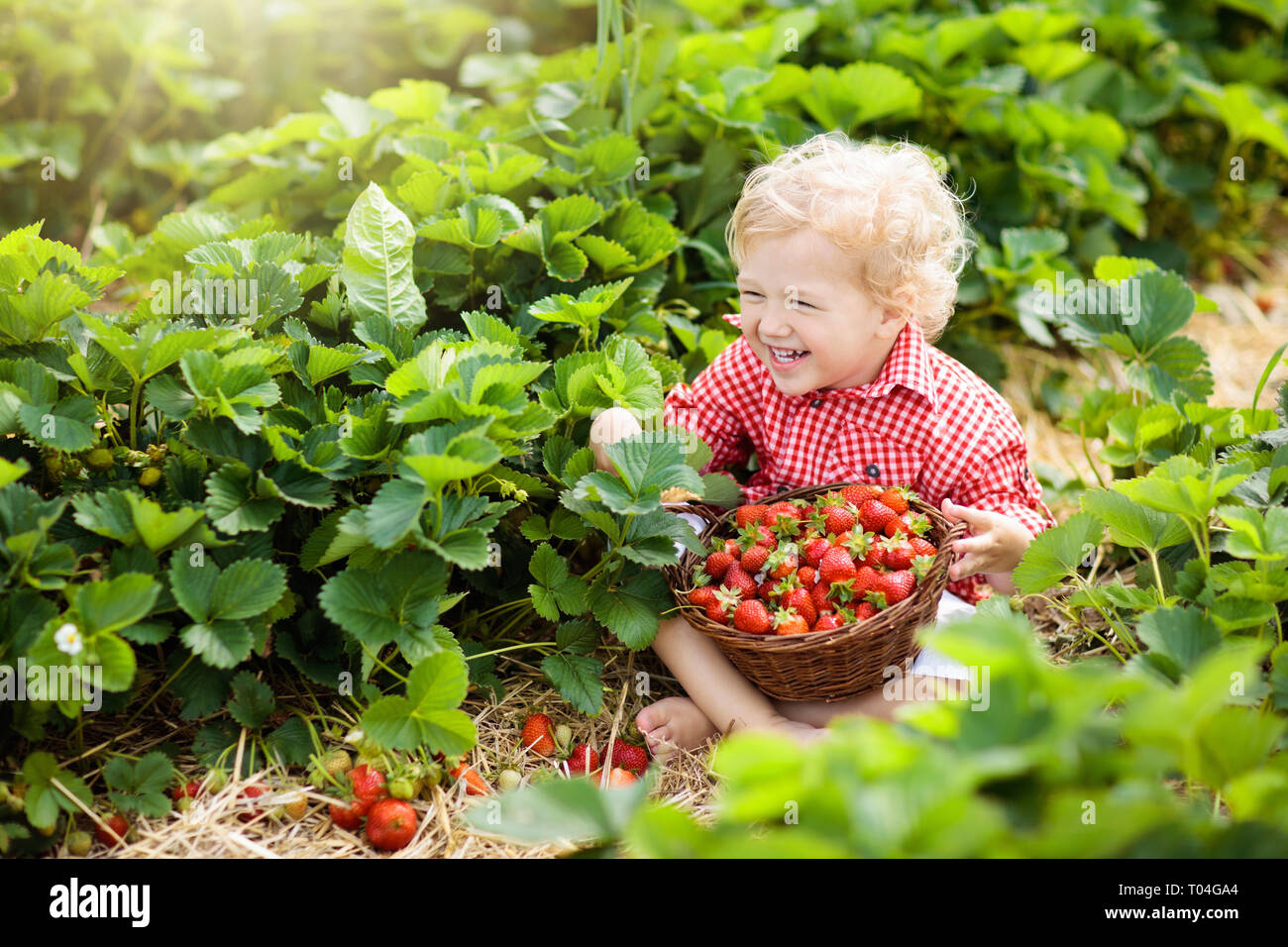 Child picking strawberry on fruit farm field on sunny summer day. Kids ...