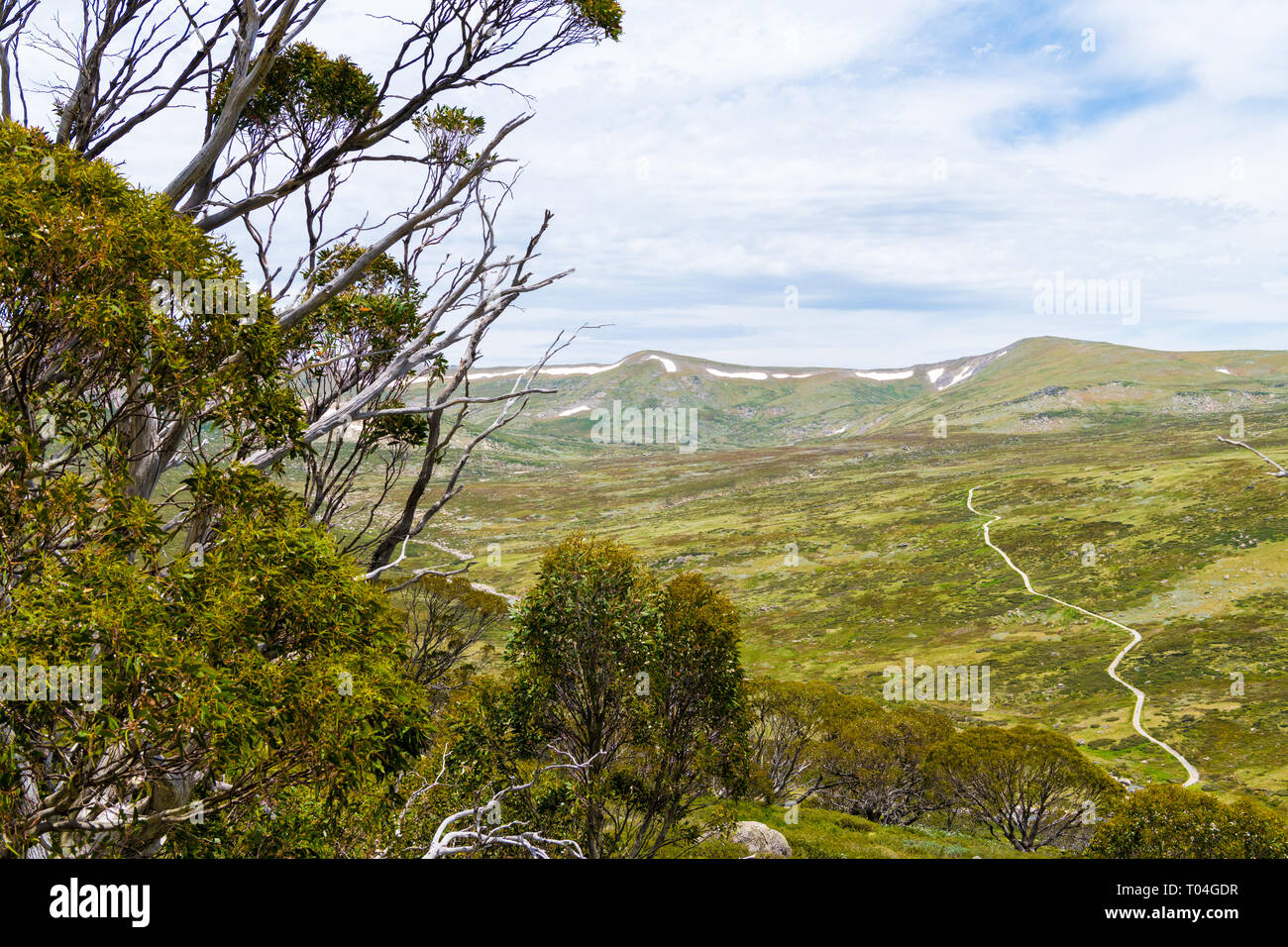 Native Australian forest vegetation in Kosciuszko National Park, NSW ...