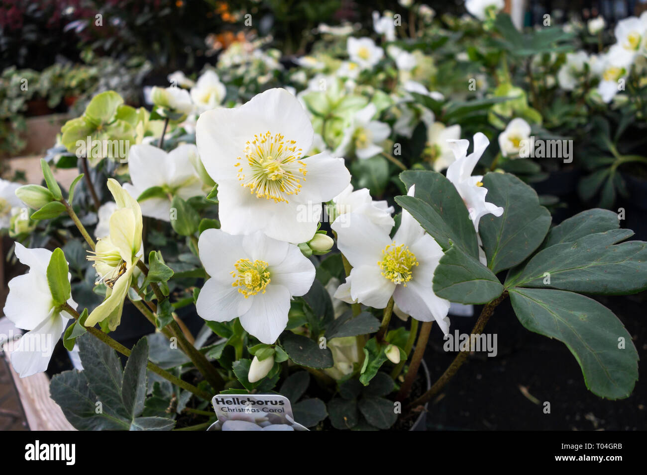 Hellebore ‘christmas carol’ hi-res stock photography and images - Alamy