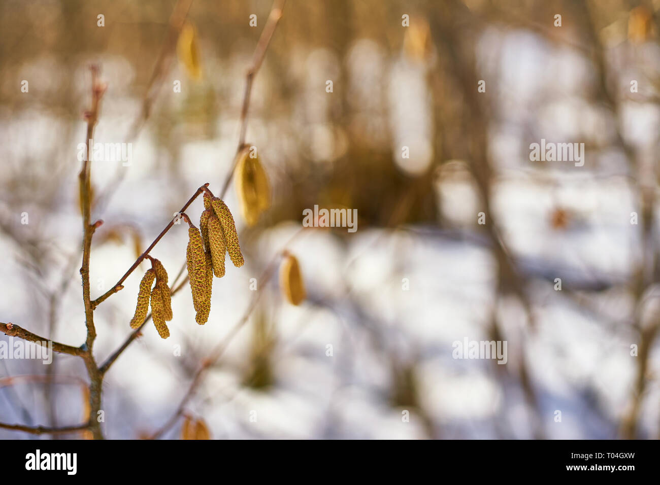 Female bud of hazel trees in a snowy environment Stock Photo - Alamy