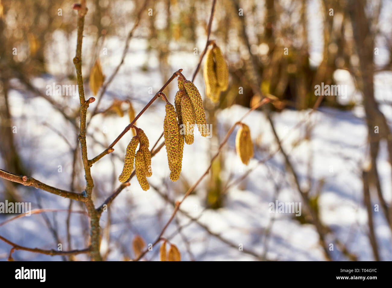 Female bud of hazel trees in a snowy environment Stock Photo - Alamy