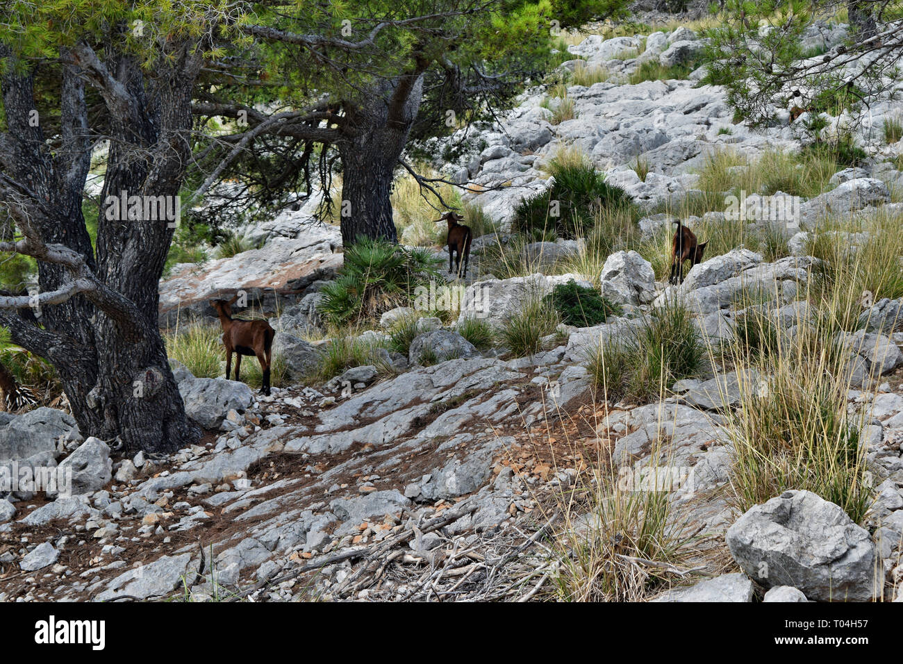 Fauna de mallorca hi-res stock photography and images - Alamy