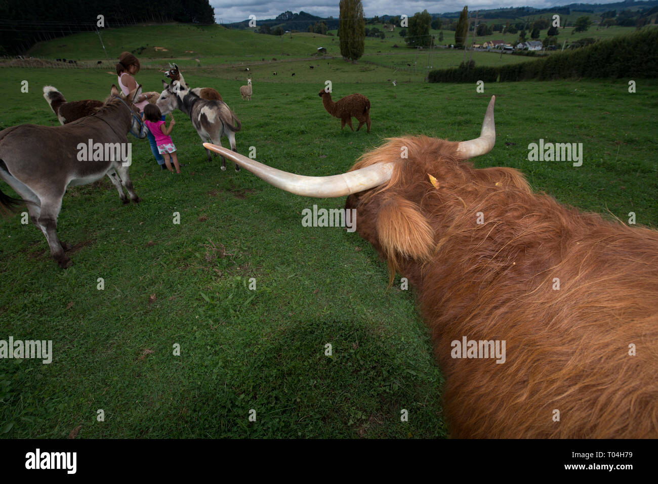 Miniature highland cow hi-res stock photography and images - Alamy