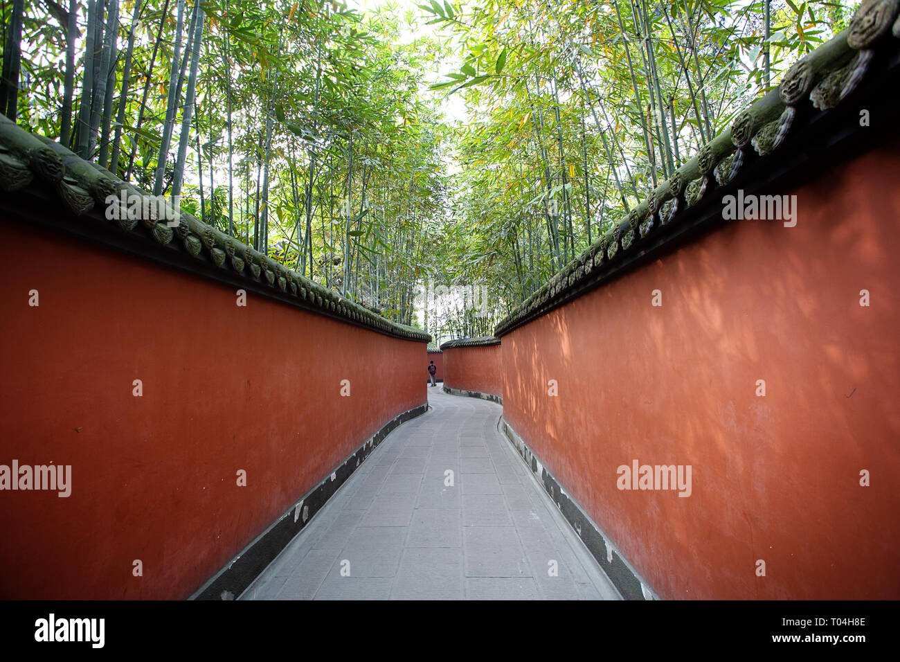 Curvy red walls passage surrounded by bamboo forest, Walkway with ...