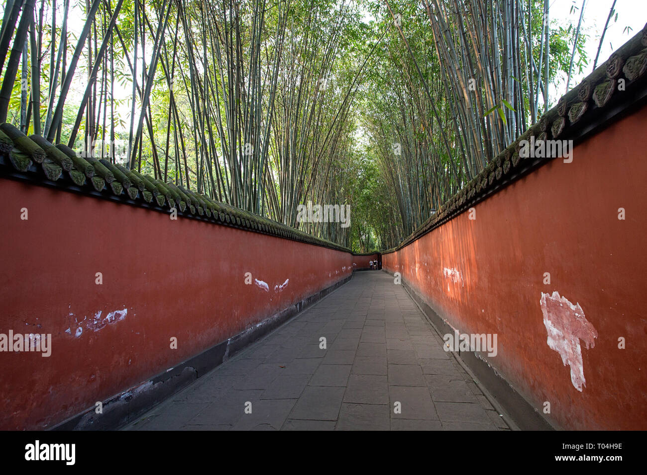Curvy red walls passage surrounded by bamboo forest, Walkway with ...