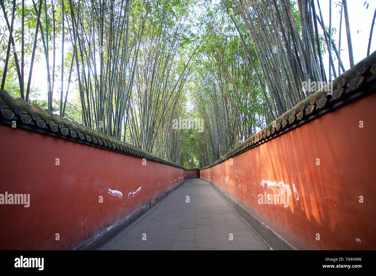 Curvy red walls passage surrounded by bamboo forest, Walkway with ...