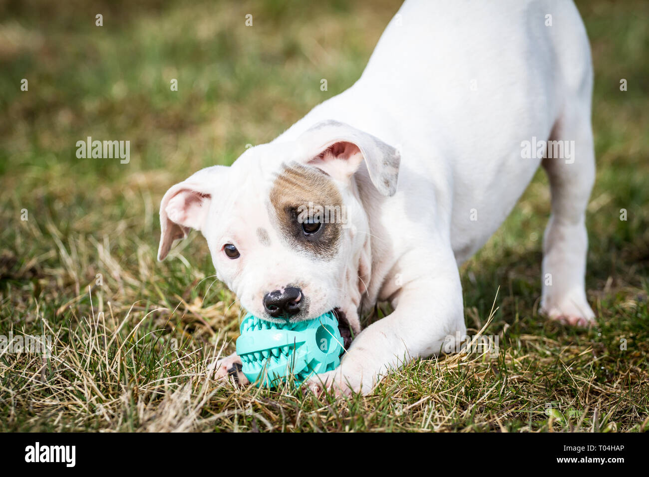 Bull terrier eye patch hi-res stock photography and images - Alamy