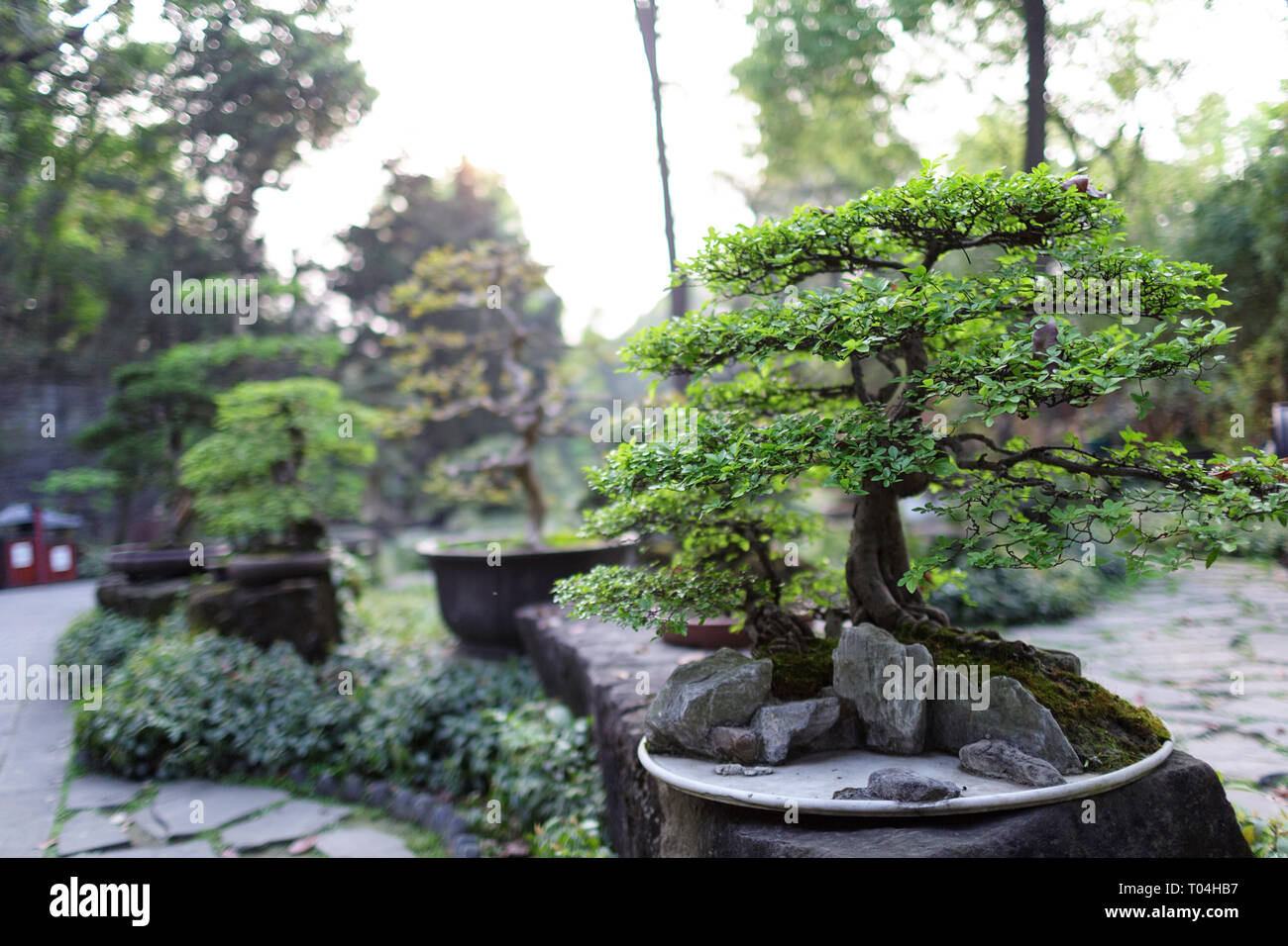 Temple building with bonsai hi-res stock photography and images - Alamy