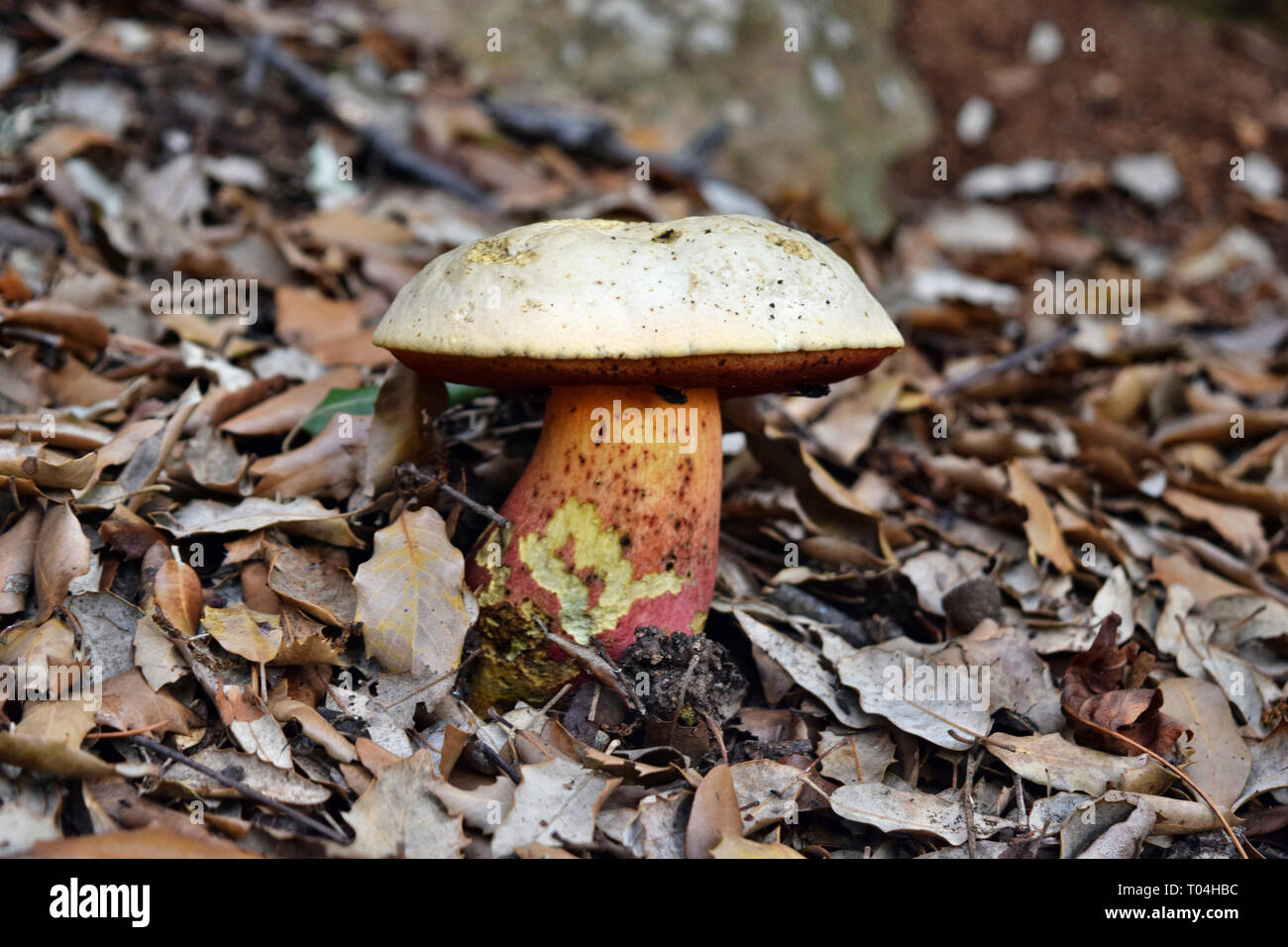 Ddevil's bolete, Boletus satanas mushroom is growing in the forest in ...