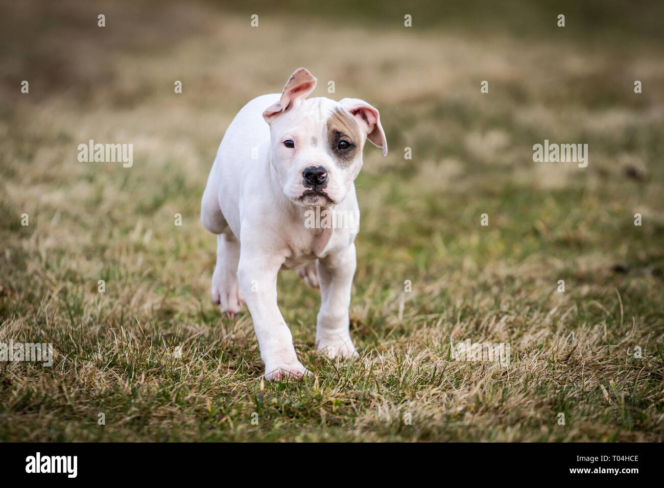 American Pit Bull Terrier puppy Stock Photo - Alamy