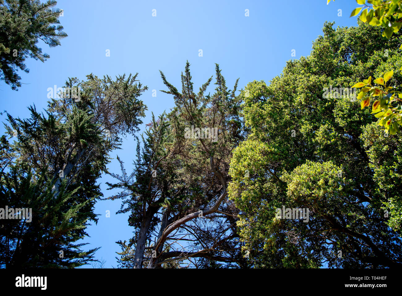 Park Isidora Cousin Stock Photo - Alamy