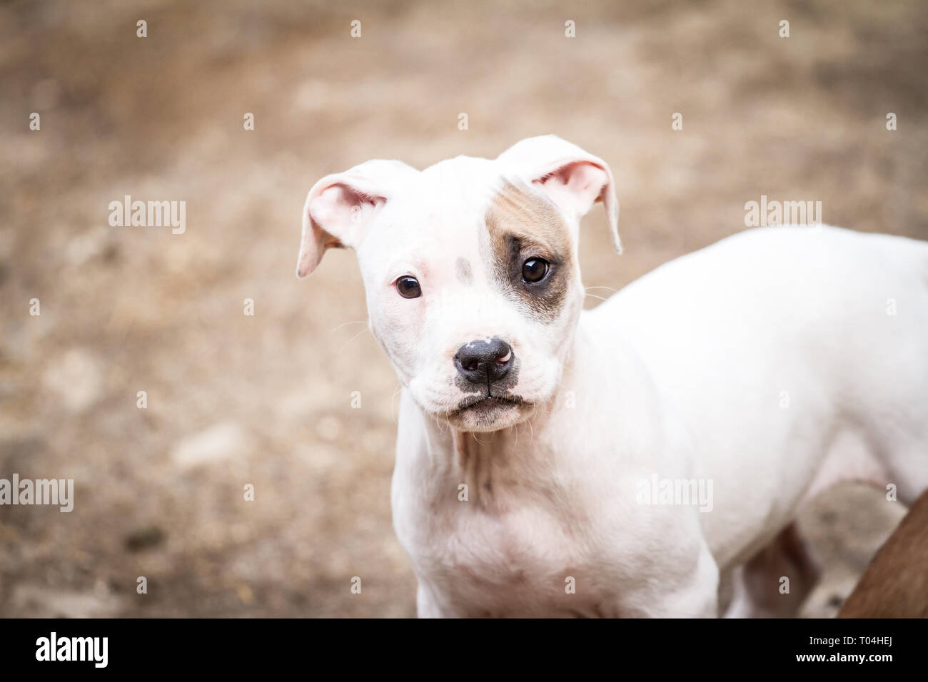 American Pit Bull Terrier puppy Stock Photo - Alamy