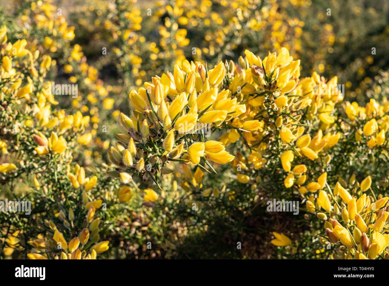 Evergreen gorse hi-res stock photography and images - Alamy