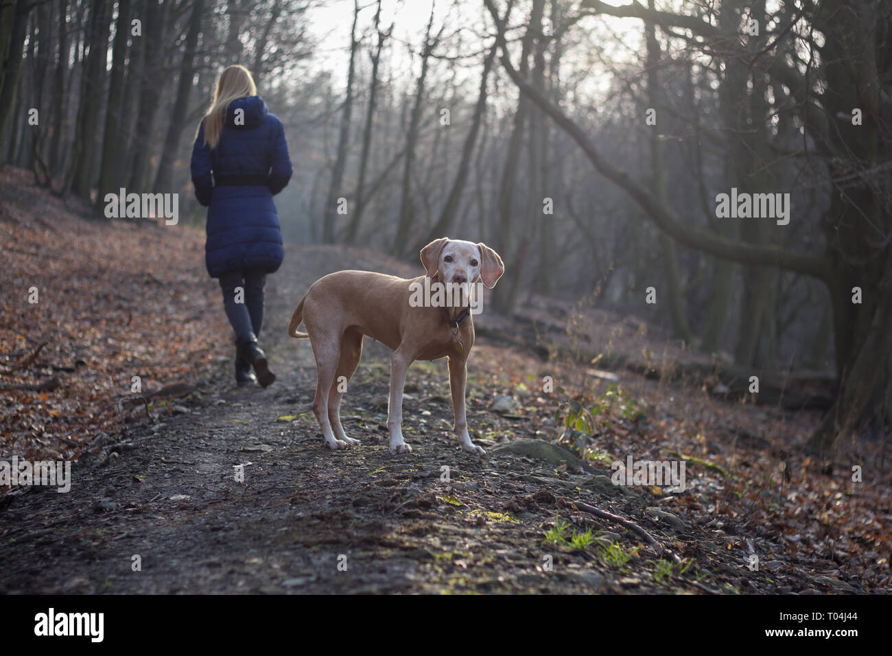 Young blond woman dog hi-res stock photography and images - Alamy