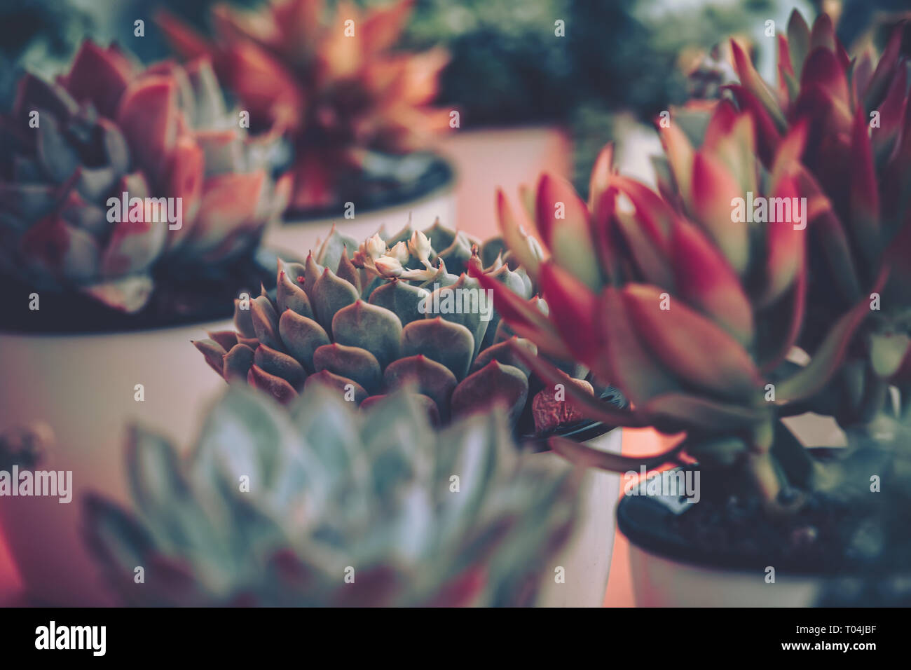 Succulent plants. vintage style Stock Photo - Alamy