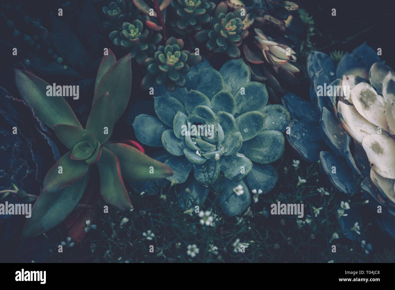 Succulent plants. vintage style Stock Photo - Alamy