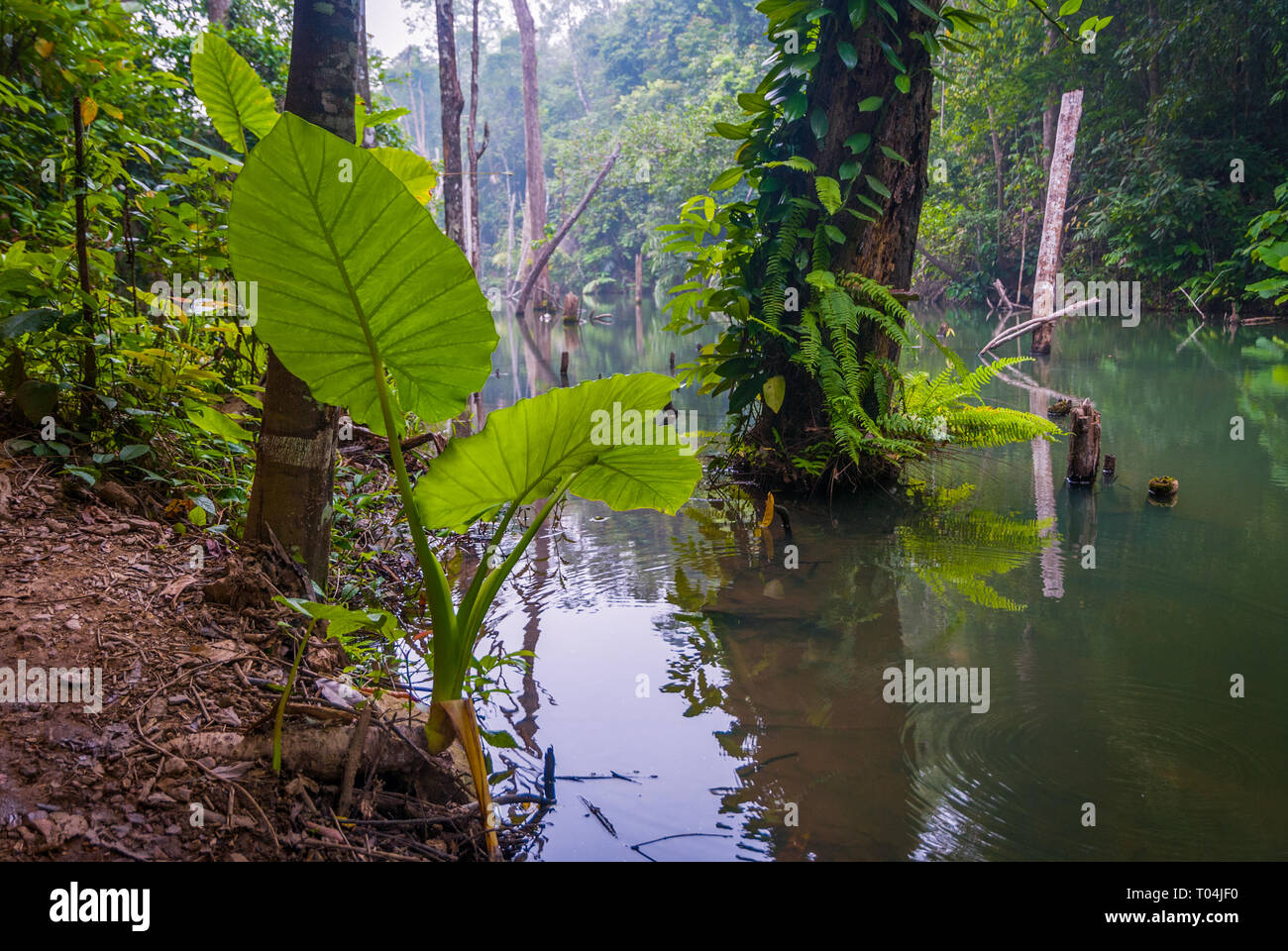 Trees growing out hi-res stock photography and images - Alamy