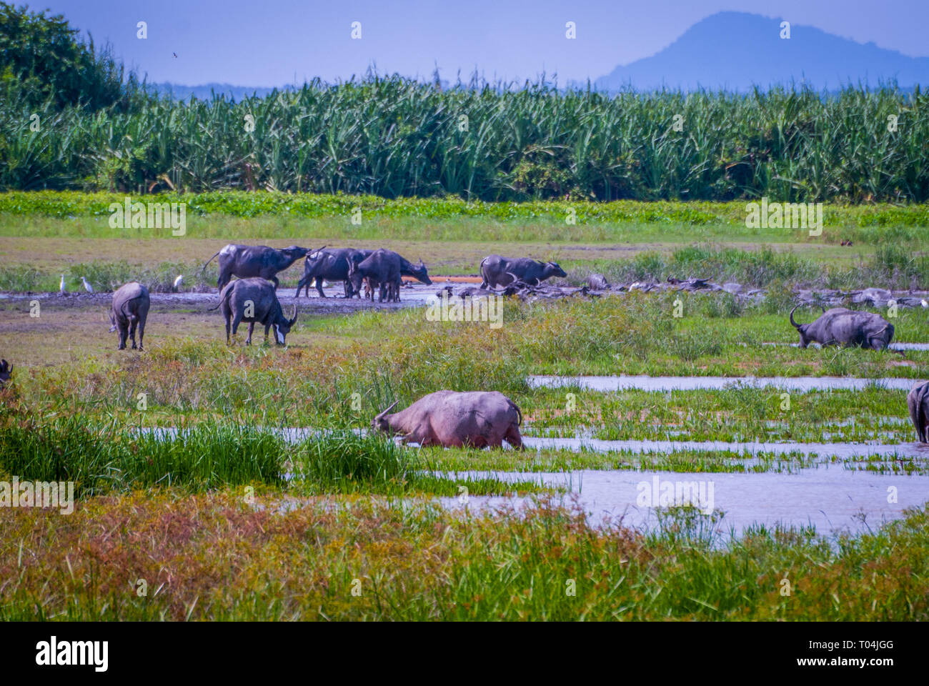 Thai water buffalos hi-res stock photography and images - Alamy